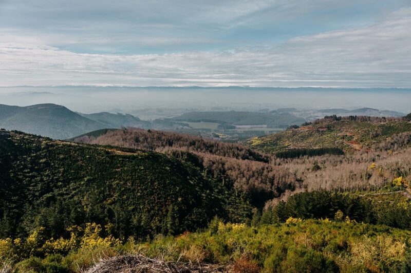 Bosque Vivo CMPC: sostenibilidad, comunidad y naturaleza en armonía ...